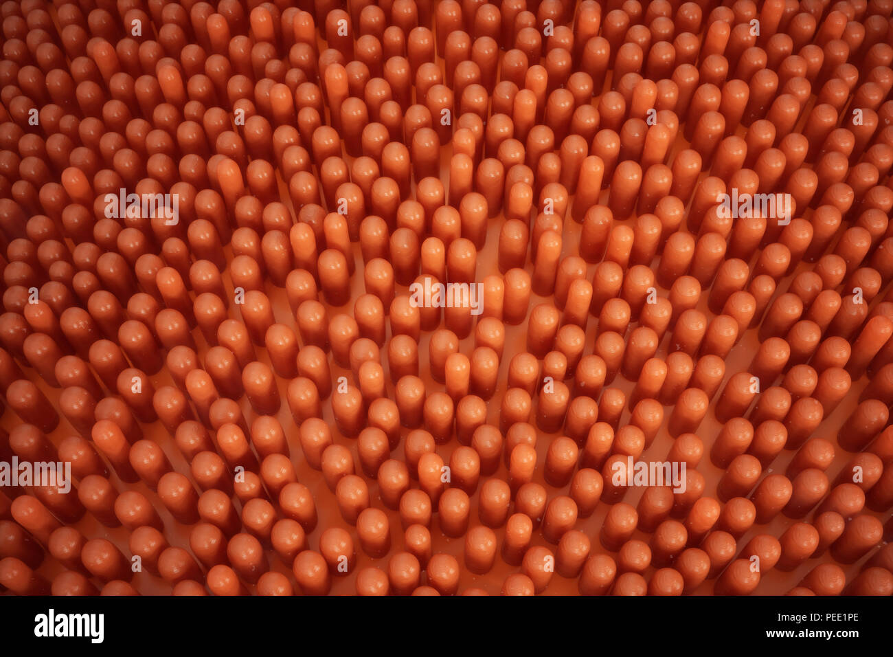 3d illustration Intestinal villi. Intestine lining. Microscopic villi ...