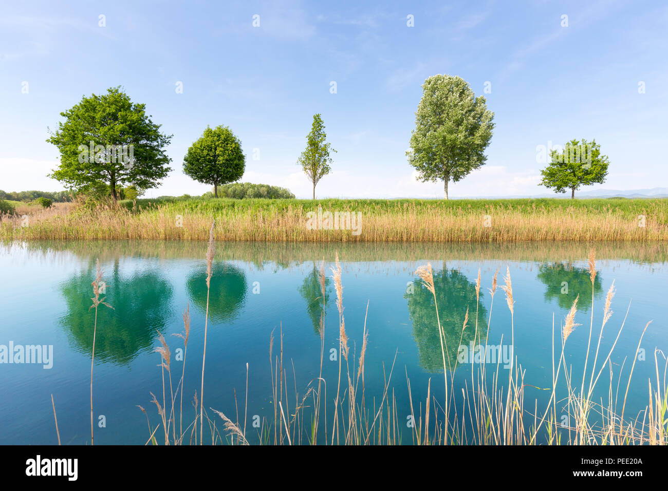 Green tree in the field by river Stock Photo - Alamy