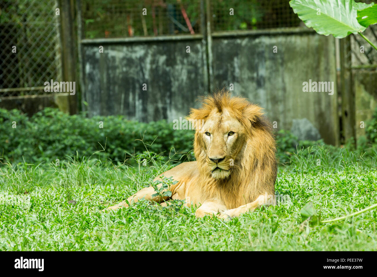 Regal looking hi-res stock photography and images - Alamy