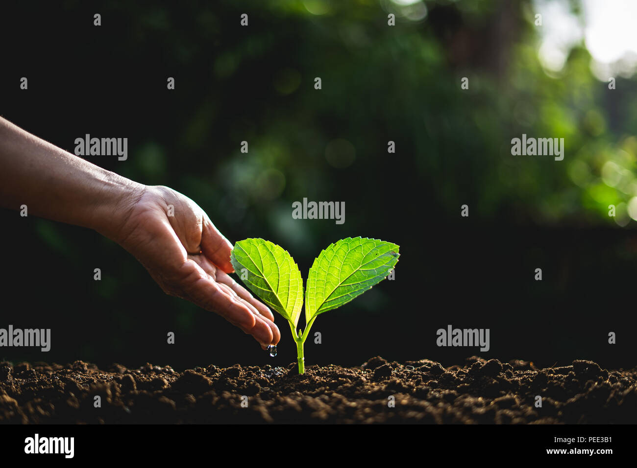 tree in neutral background Close-Up Of Fresh Green Plan Stock Photo - Alamy