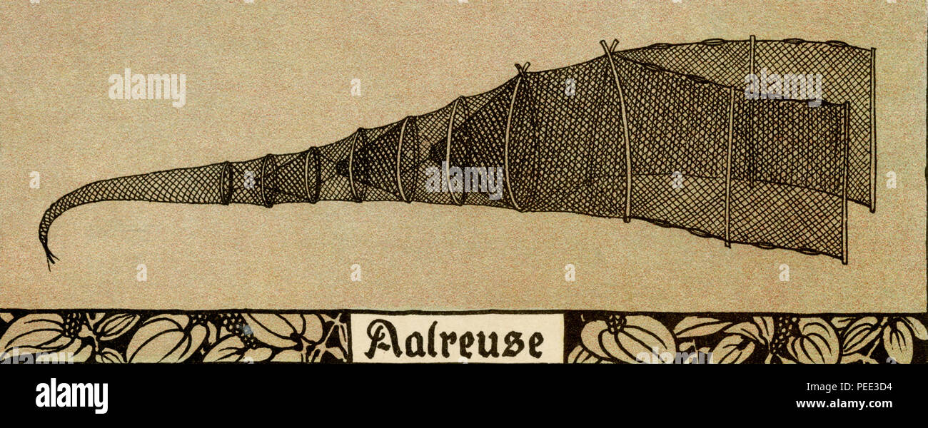 fish trap to catch eels, 1908 Stock Photo - Alamy