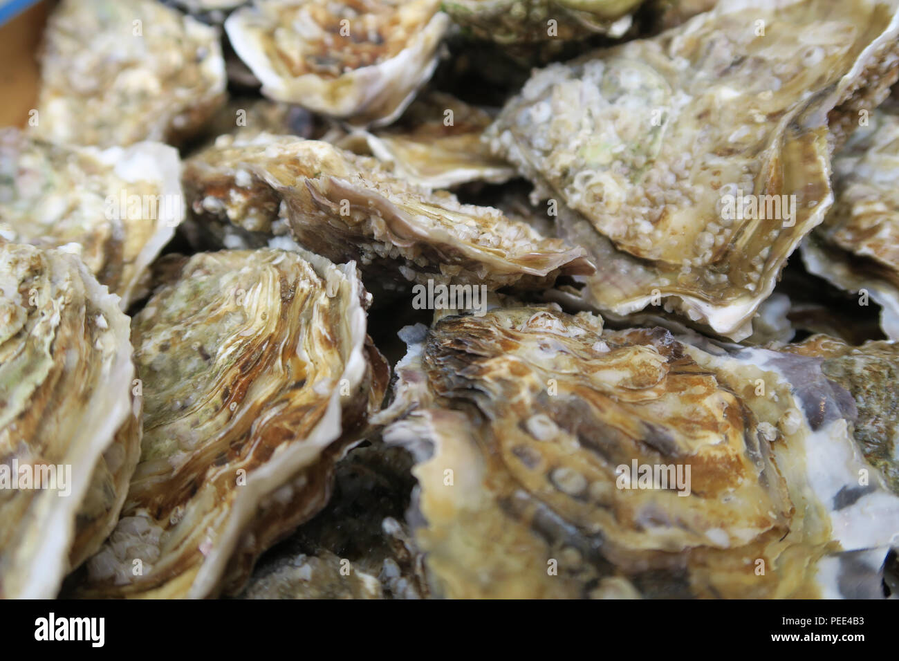 Oysters, close up of oysters, fresh seafood, shellfish Stock Photo - Alamy