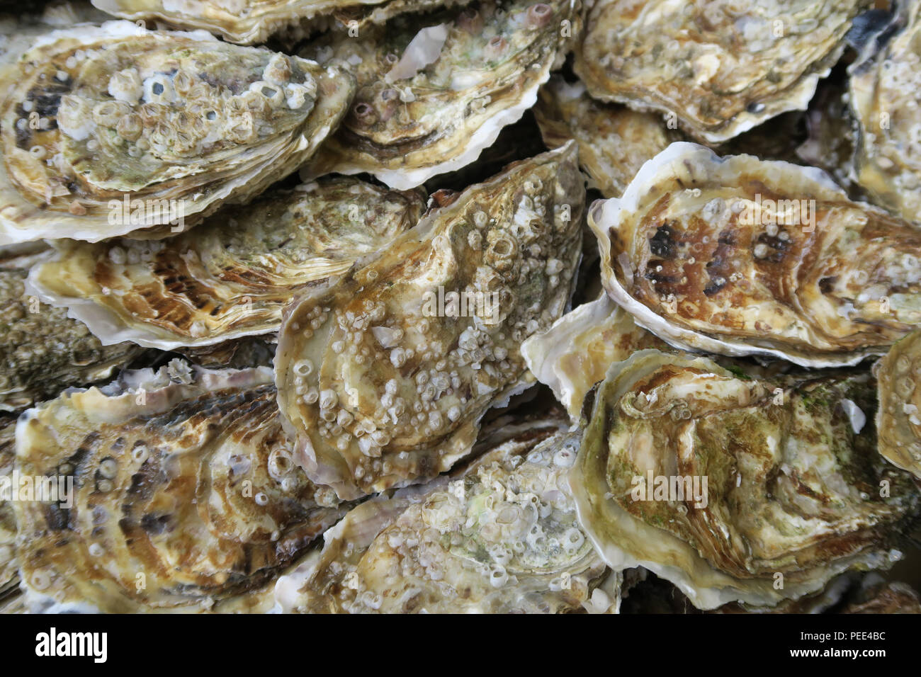 Oysters, close up of oysters, fresh seafood, shellfish Stock Photo - Alamy