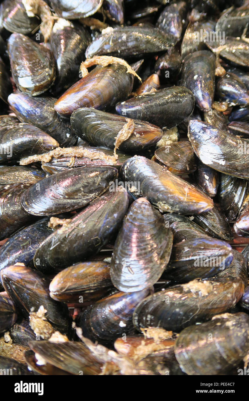 Muscles, fresh seafood, close up of delicious shellfish Stock Photo - Alamy