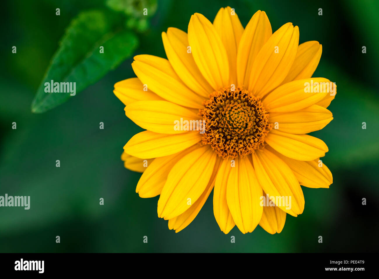 Spring background with beautiful yellow flowers on green background ...