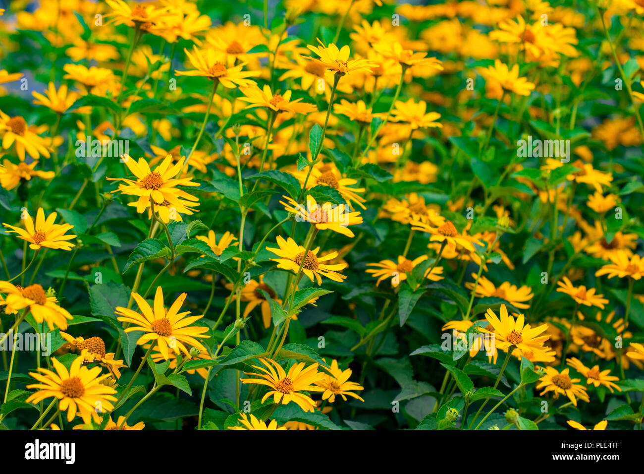 Spring background with beautiful yellow flowers on green background ...