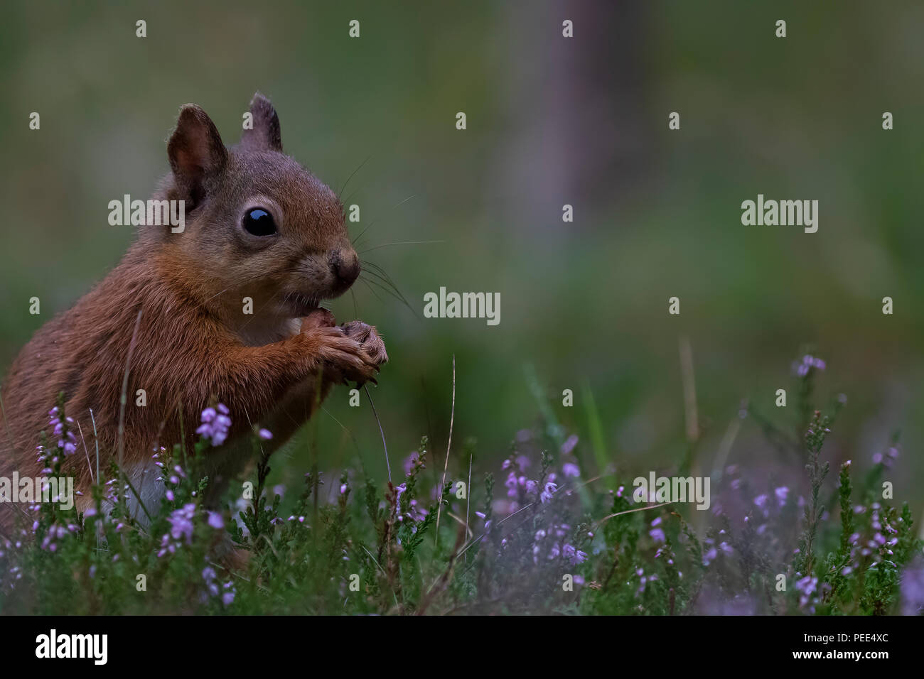 red squirrel, Sciurus vulgaris, running, jumping, caching nuts, food ...