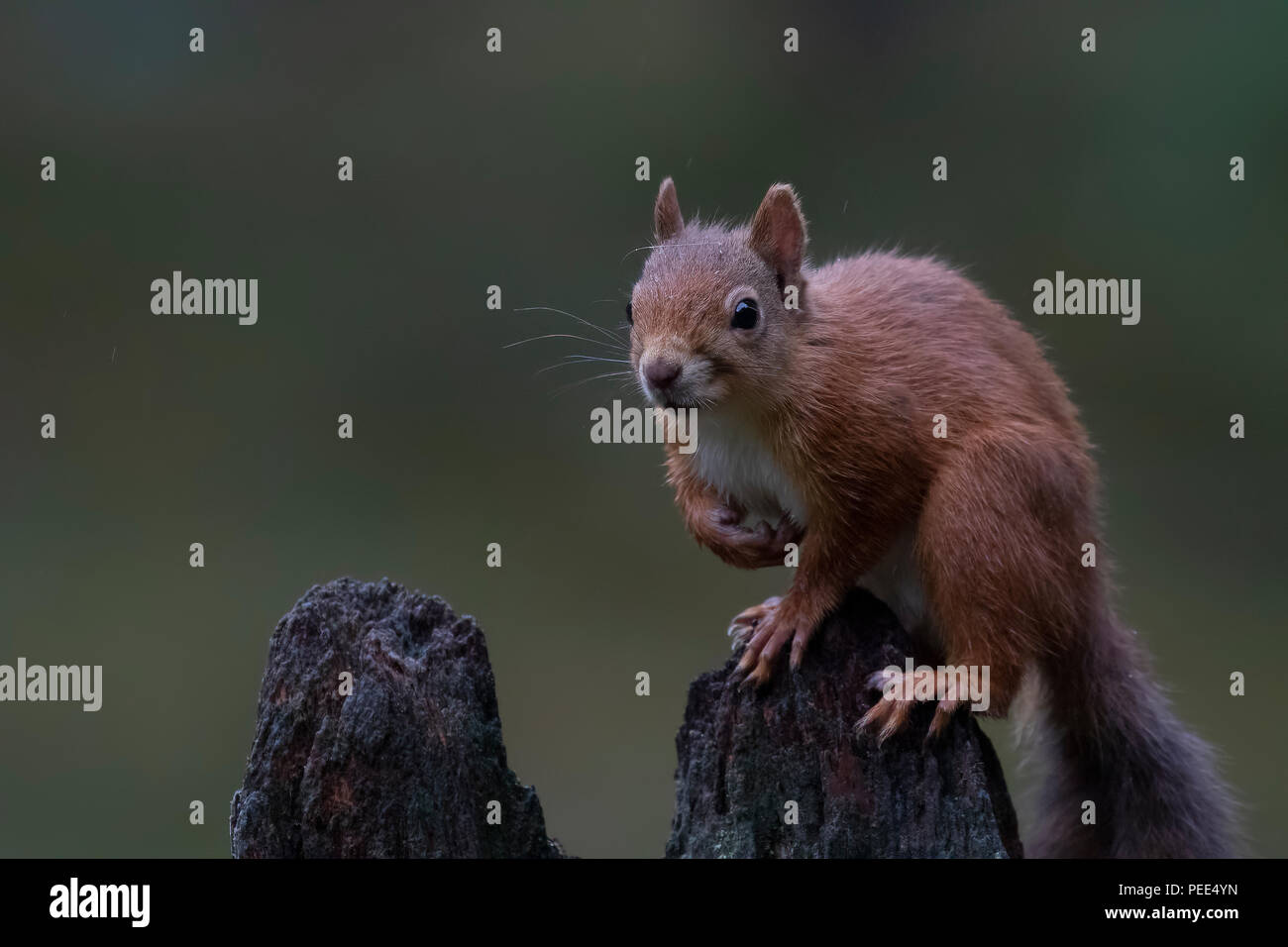 red squirrel, Sciurus vulgaris, running, jumping, caching nuts, food ...