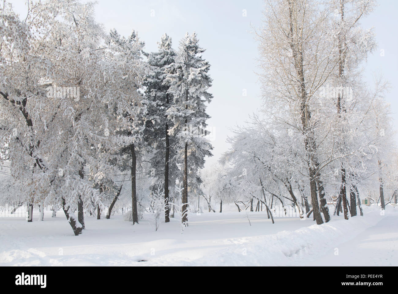 Snow covered fir trees. Winter frost forest. Cold december moning in ...