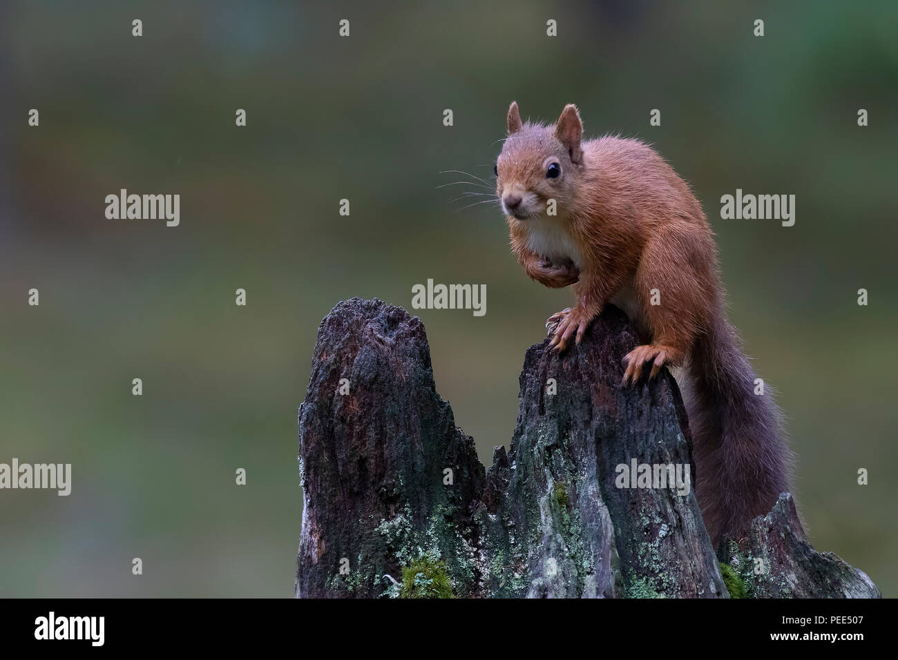 red squirrel, Sciurus vulgaris, running, jumping, caching nuts, food ...