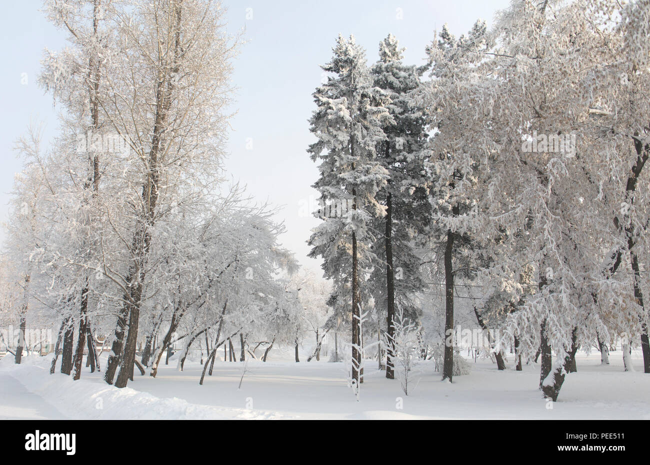 Snow covered fir trees. Winter frost forest. Cold december moning in ...
