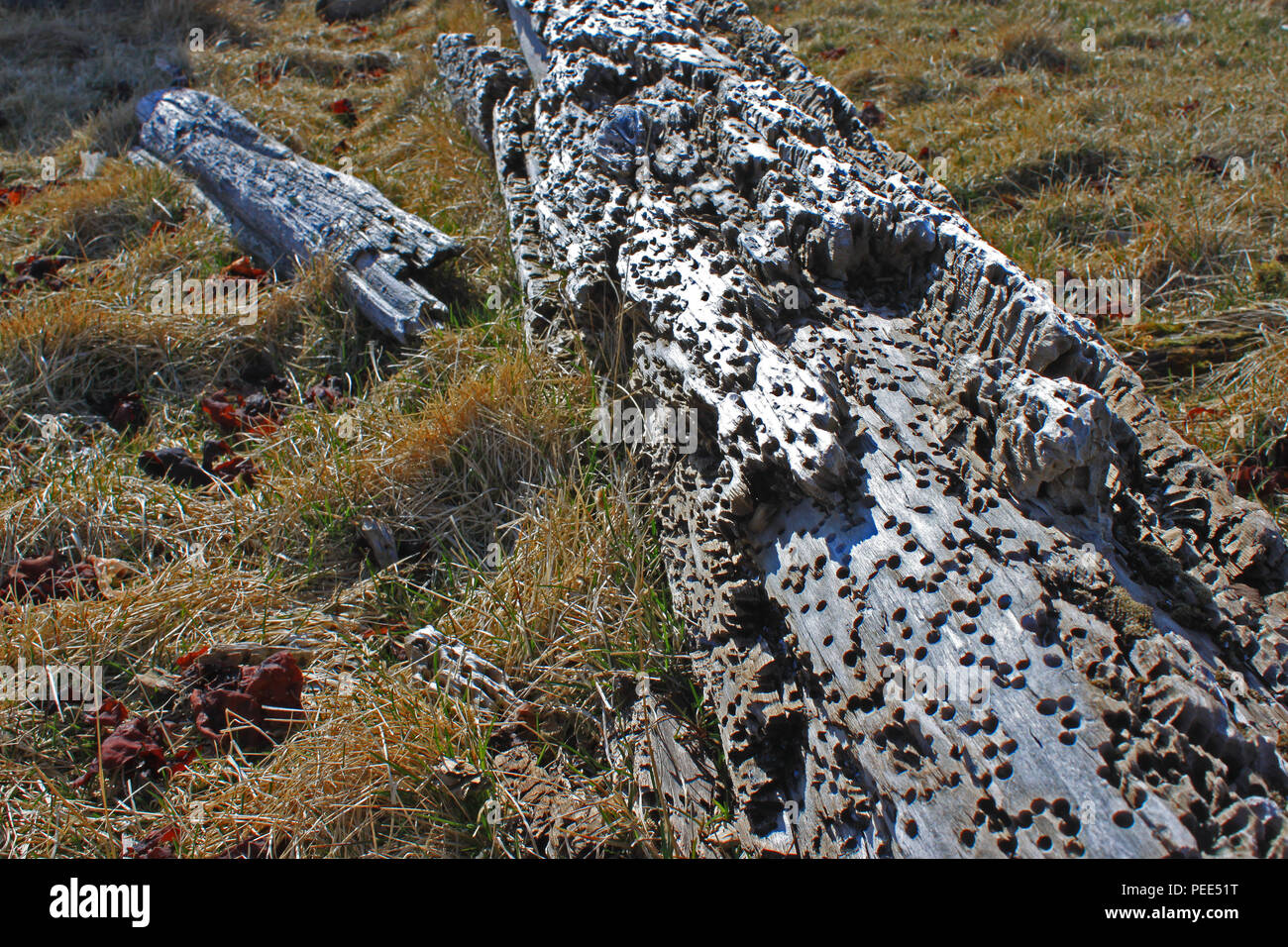 Weather beaten wood. Northern Fjords, Iceland Stock Photo - Alamy