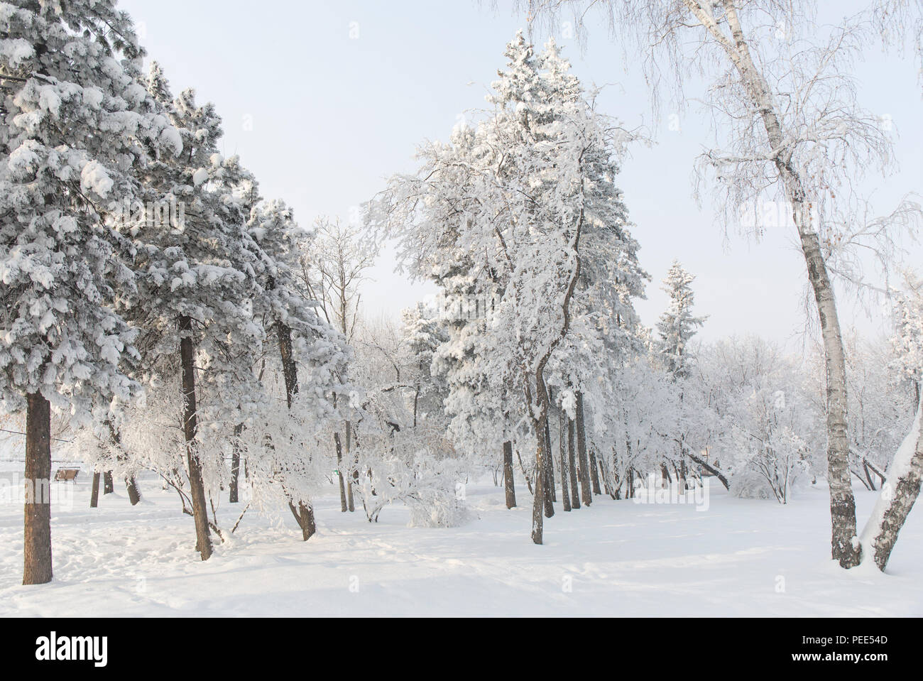 Snow covered fir trees. Winter frost forest. Cold december moning in ...