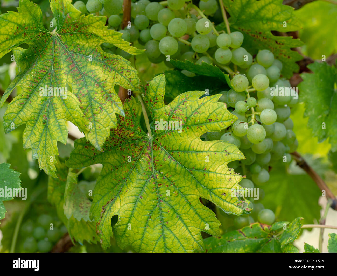 Sick grapevine plants. Chlorosis and rust. Agriculture problem Stock ...