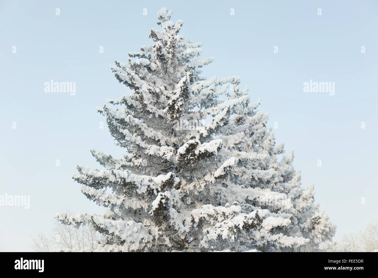 Frost tree hi-res stock photography and images - Alamy
