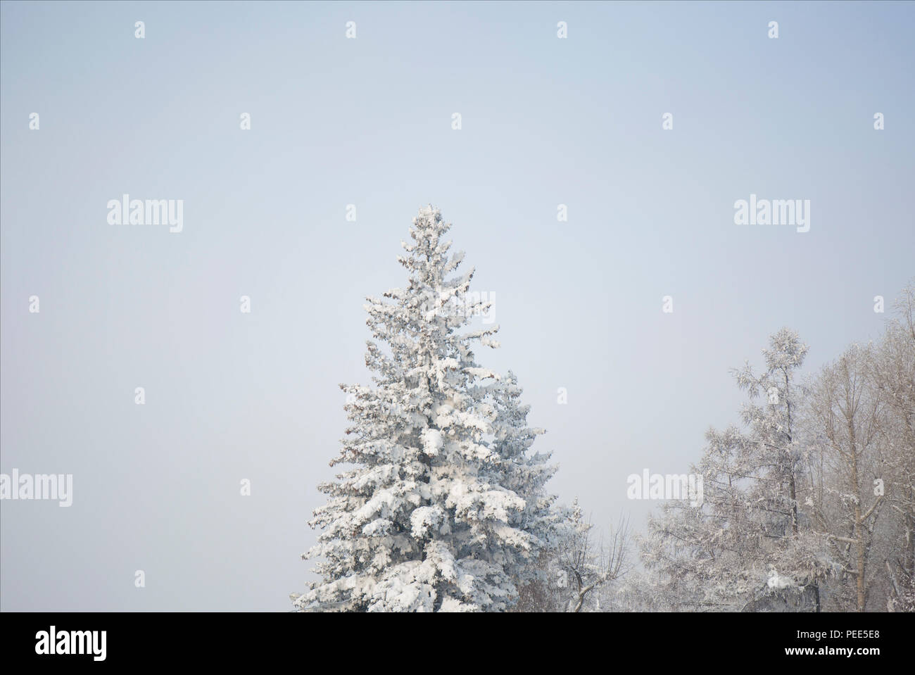 Tree with frost hi-res stock photography and images - Alamy