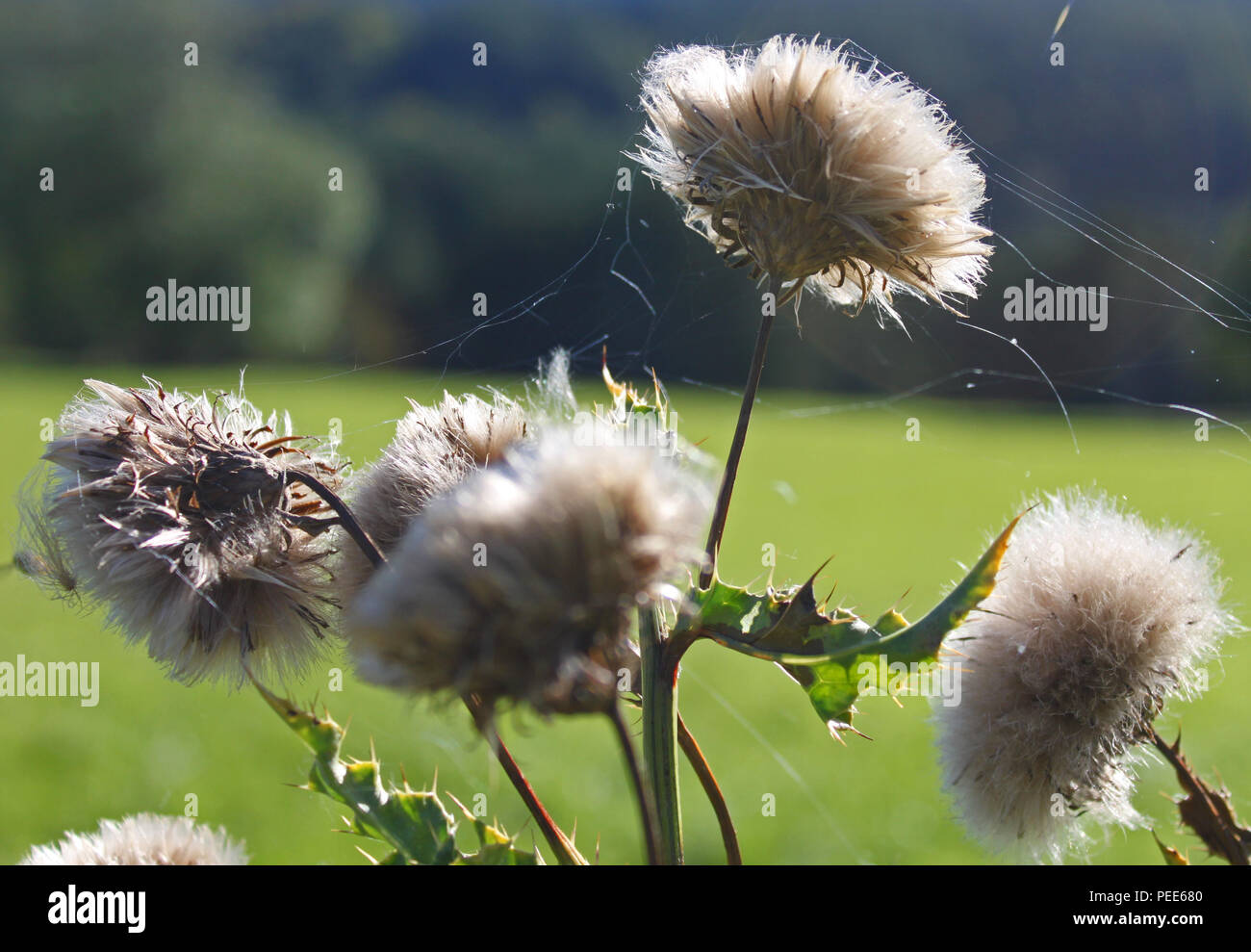 Cobwebbed leaves hi-res stock photography and images - Alamy
