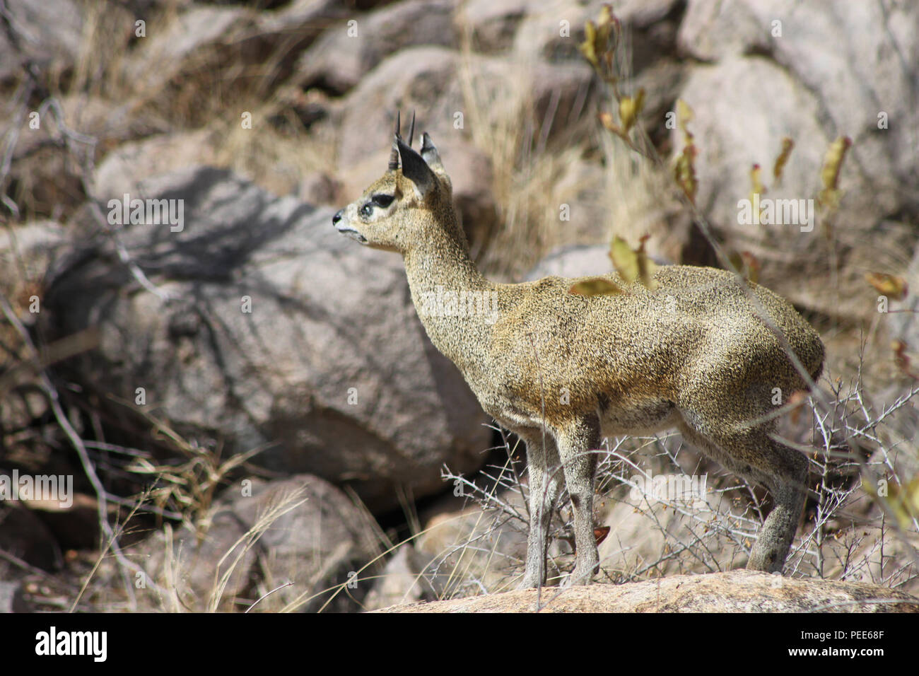 Klipspringer. Kruger National Park, South Africa Stock Photo - Alamy