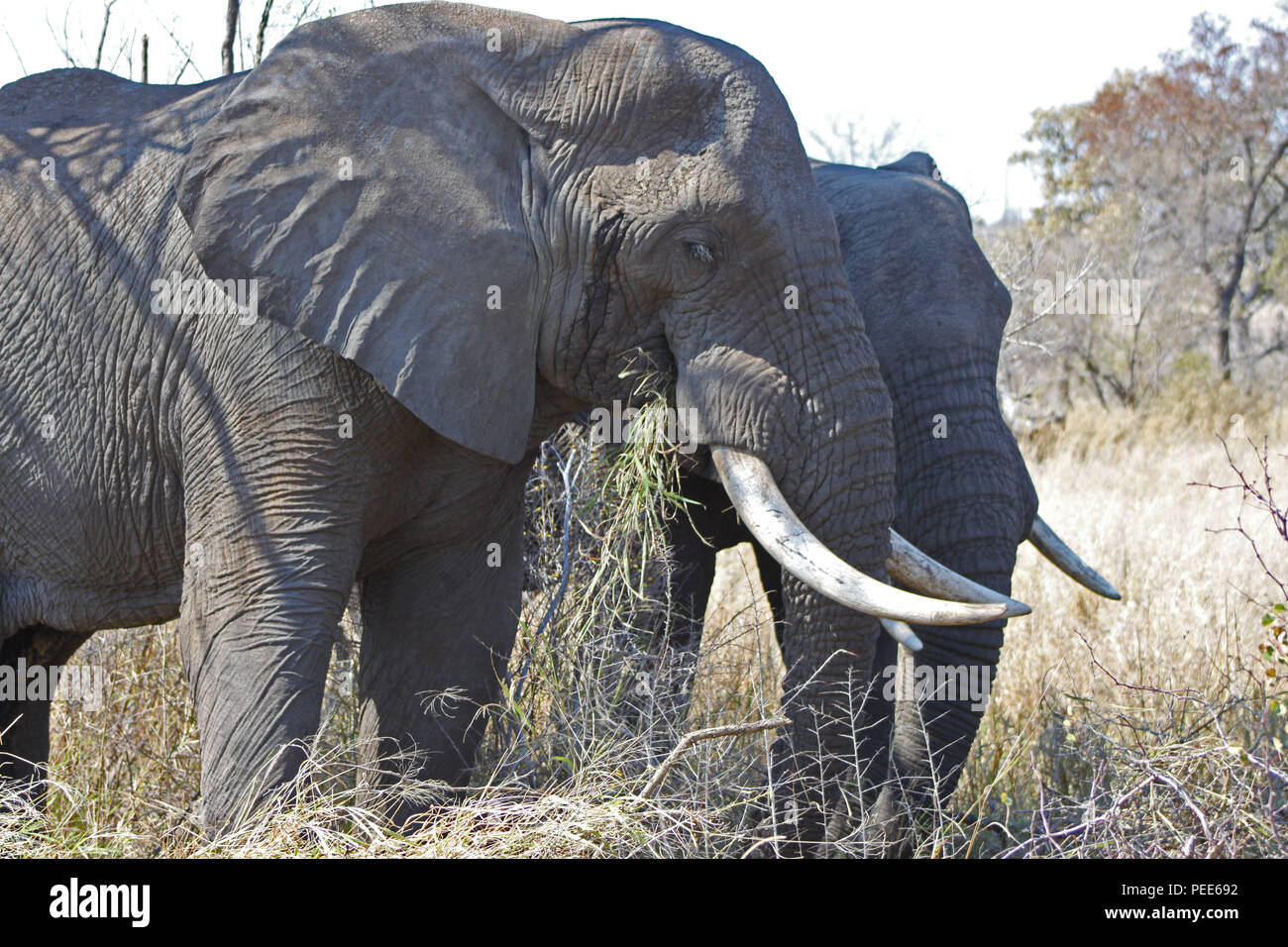 Bull Elephant in musth. Kruger National Park, South Africa Stock Photo ...