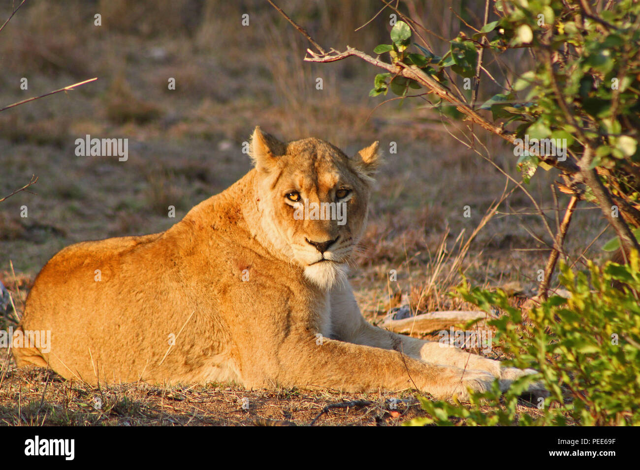 Wild lioness at sunrise. Skukuza, Kruger National Park, South Africa ...