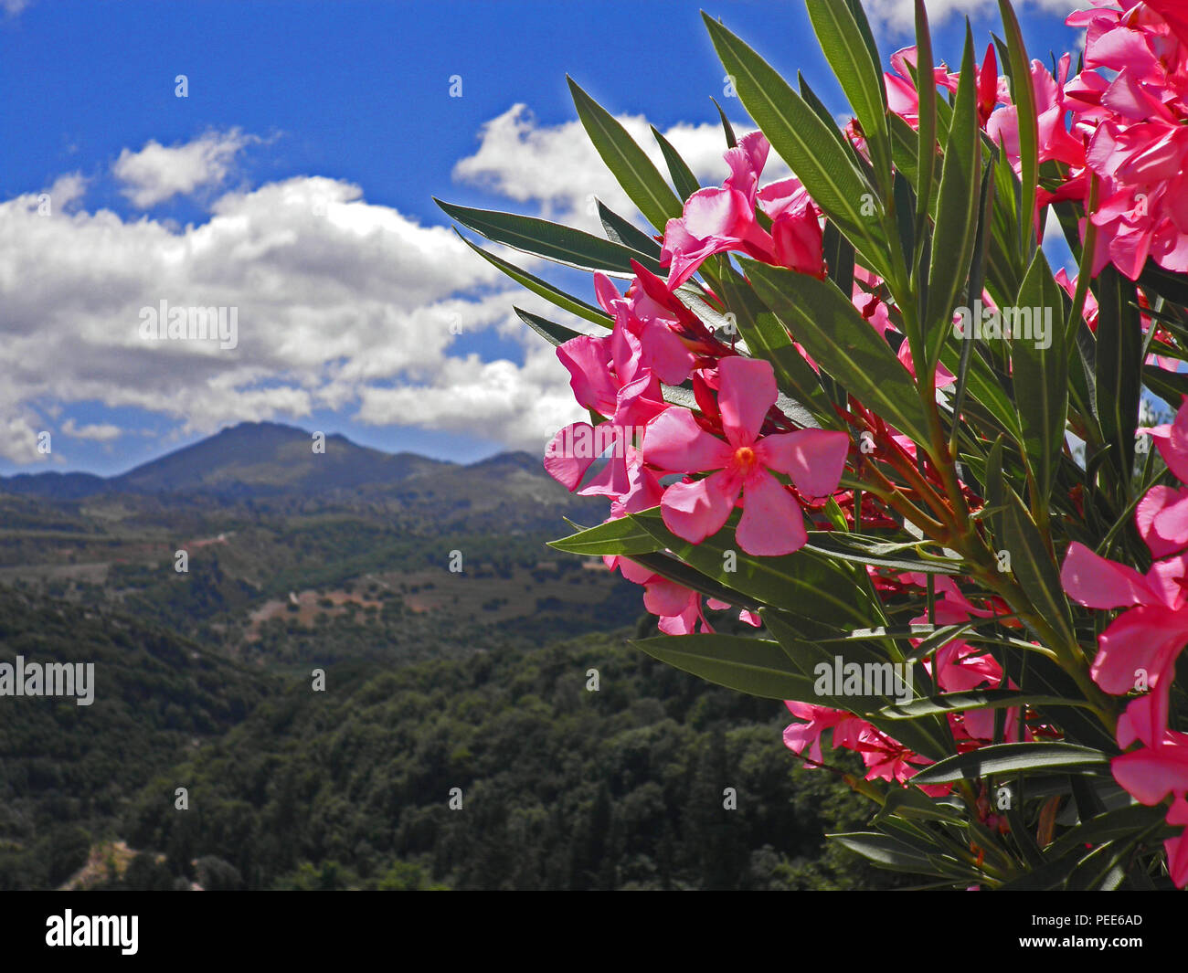 Pink flowers and Cretan landscape. Crete Greece Stock Photo - Alamy