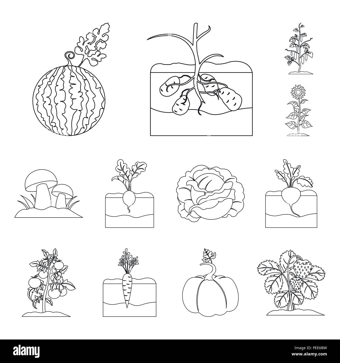 Plant, vegetable outline icons in set collection for design. Garden and ...