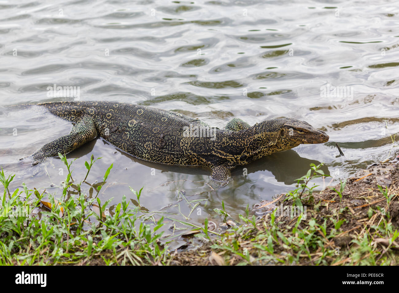 Varanus salvator, commonly known as water monitor or common water ...