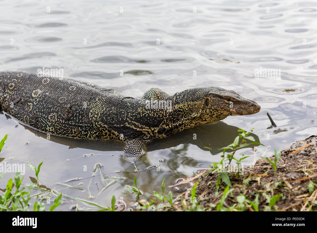 Varanus salvator, commonly known as water monitor or common water ...