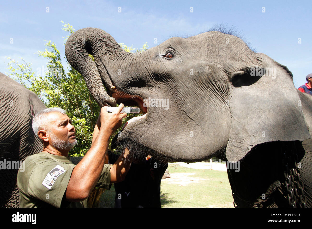 A Veterinarian injects anthelmintic into elephantâ€™s mouth at the ...