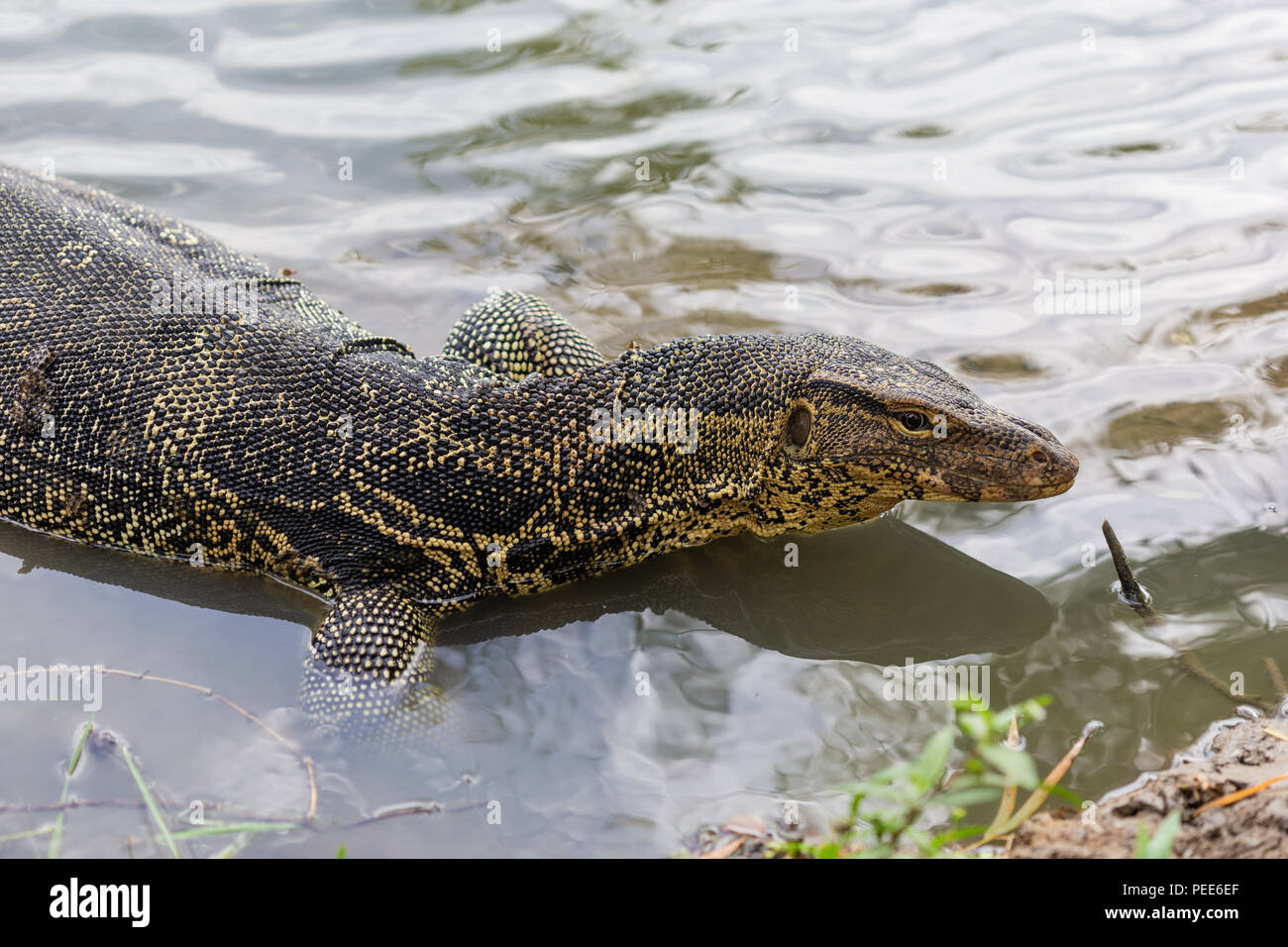 Varanus salvator, commonly known as water monitor or common water ...