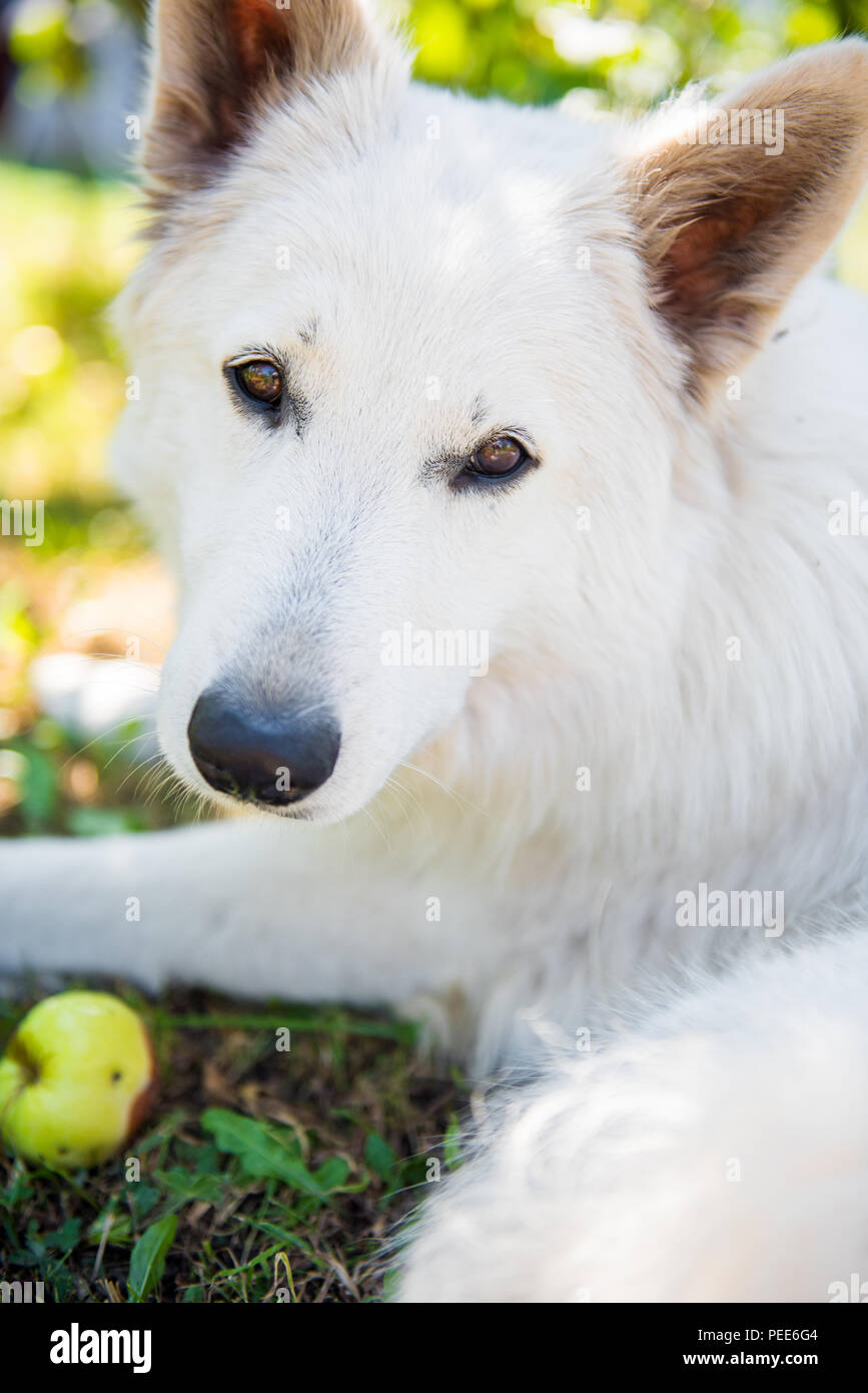 Dog eating an apple hi-res stock photography and images - Alamy