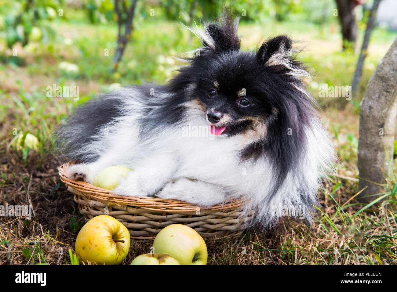 Pomeranian spitz dog on a walk under a tree with apples Stock Photo - Alamy