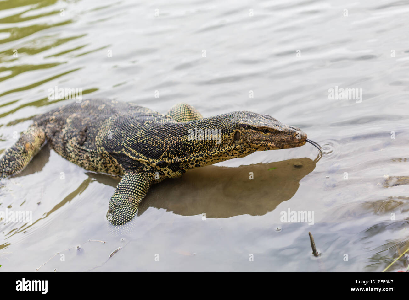 Varanus salvator, commonly known as water monitor or common water ...