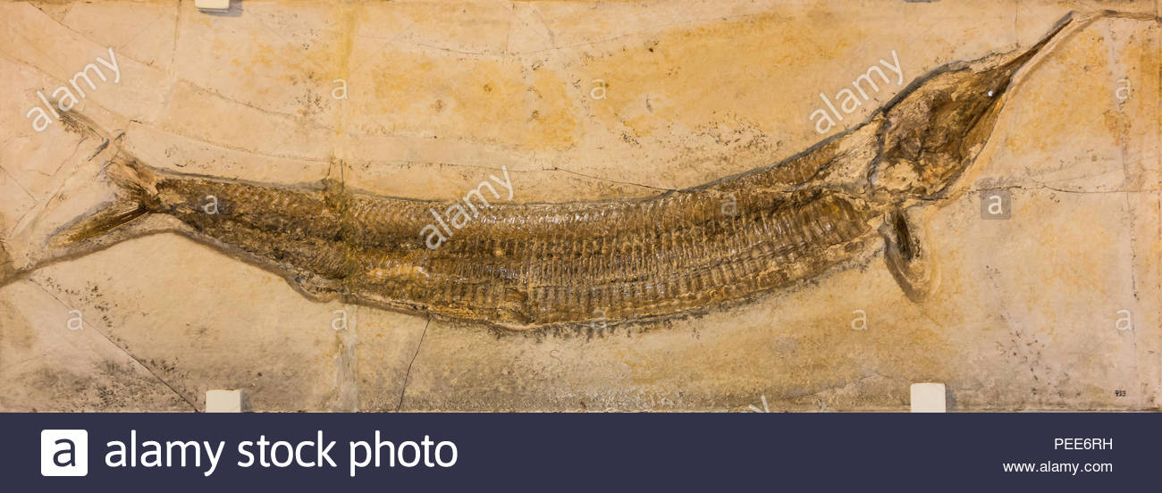 Late Jurassic High Resolution Stock Photography and Images - Alamy