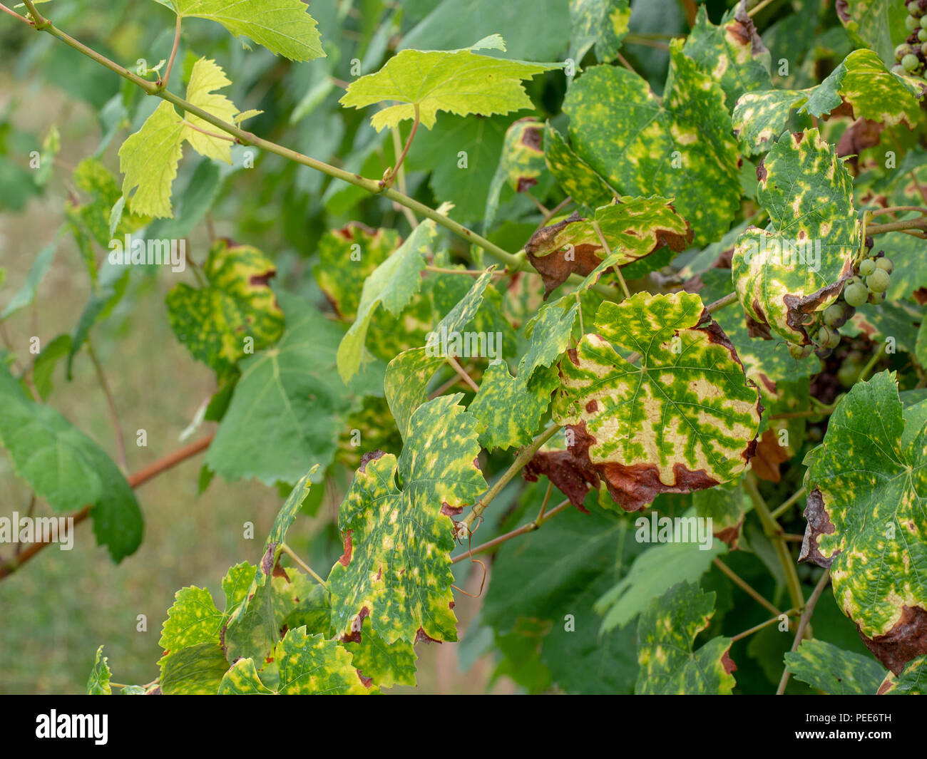 Grape vine disease hi-res stock photography and images - Alamy