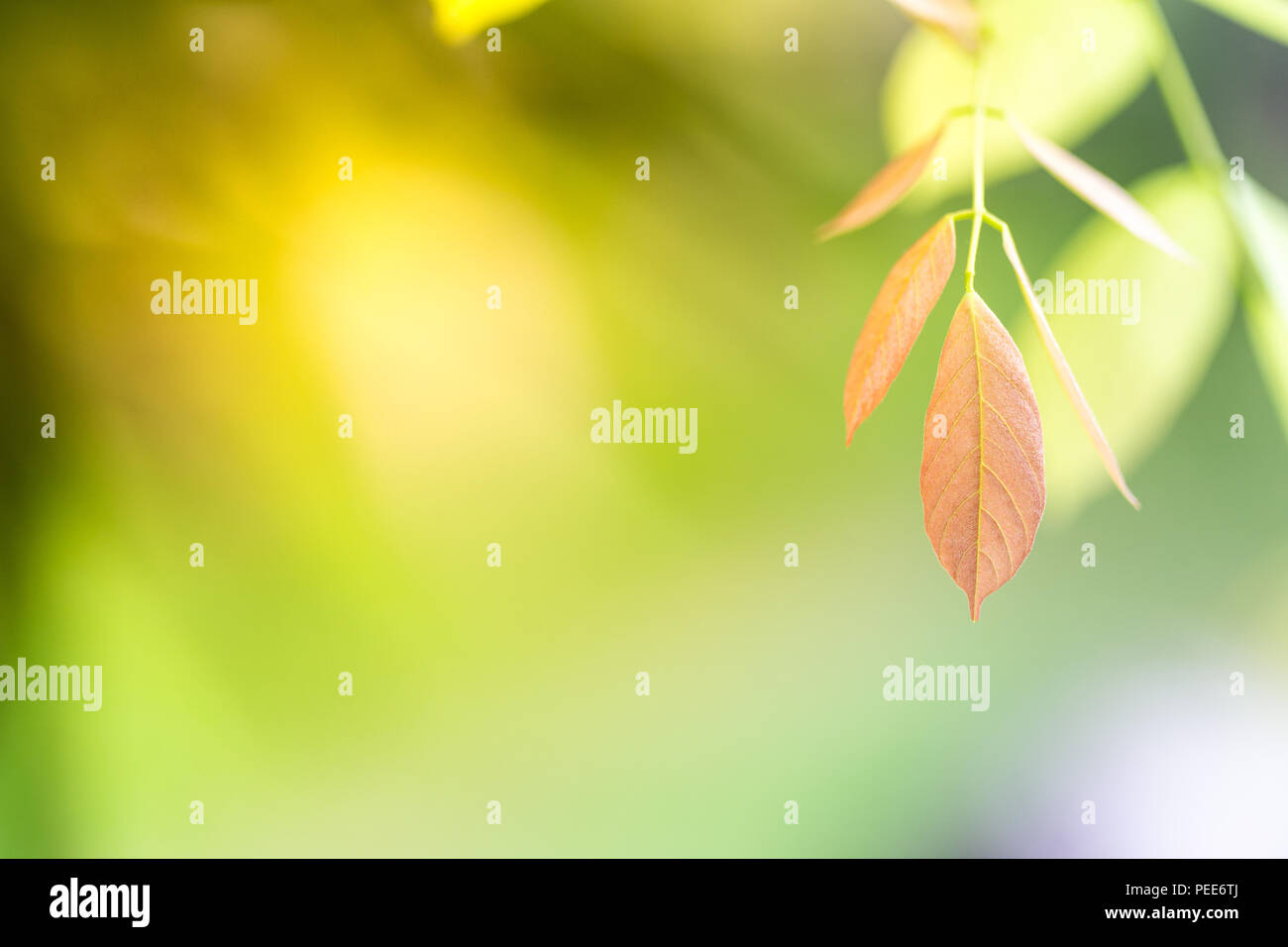 Spring Foliage, Green Leaves Background Stock Photo - Alamy