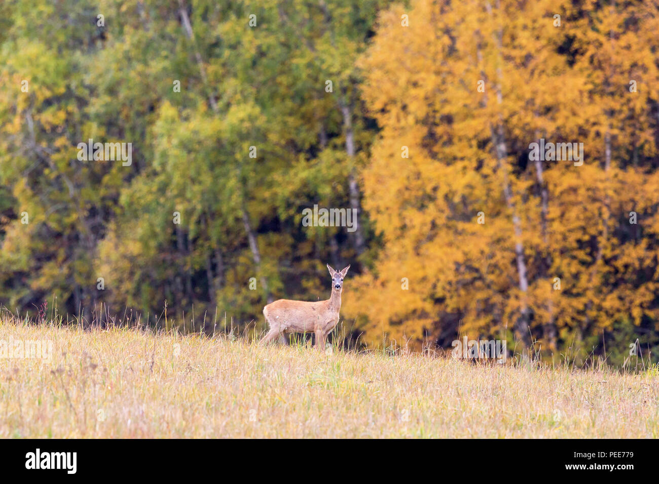 Roebuck wildlife hi-res stock photography and images - Alamy