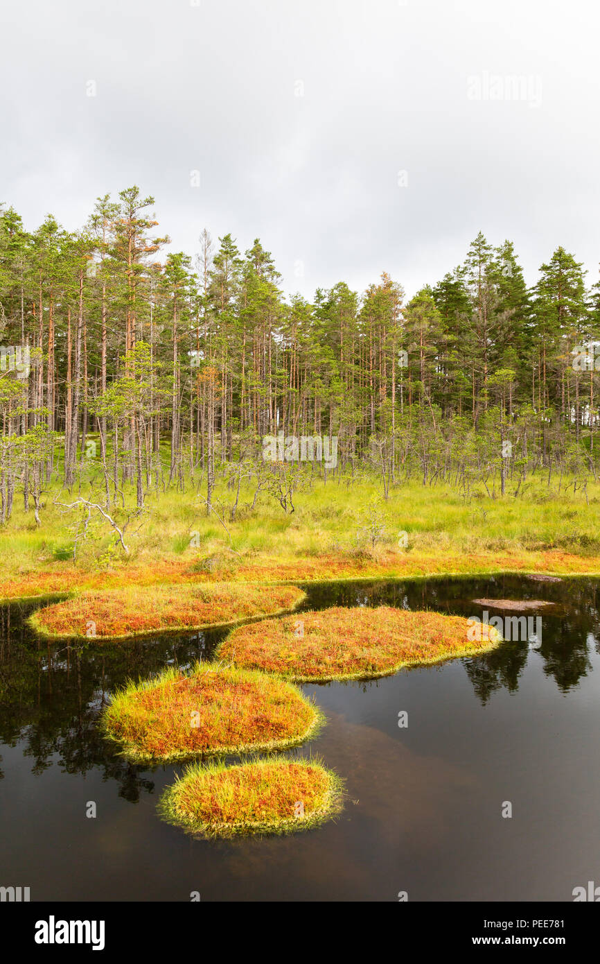 Forest Lake with moss islands in the taiga wilderness Stock Photo - Alamy