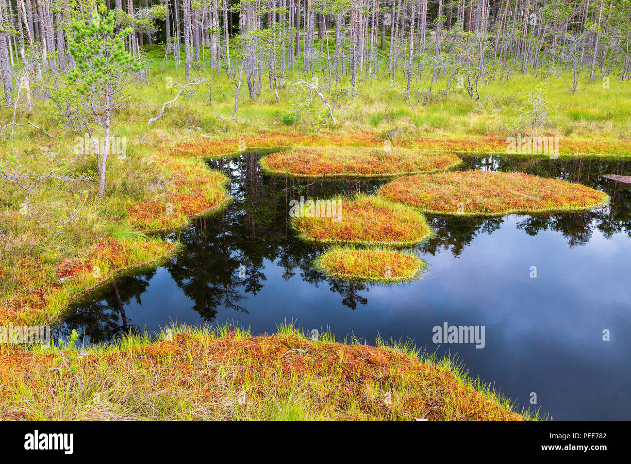 Moss water puddle pond hi-res stock photography and images - Alamy