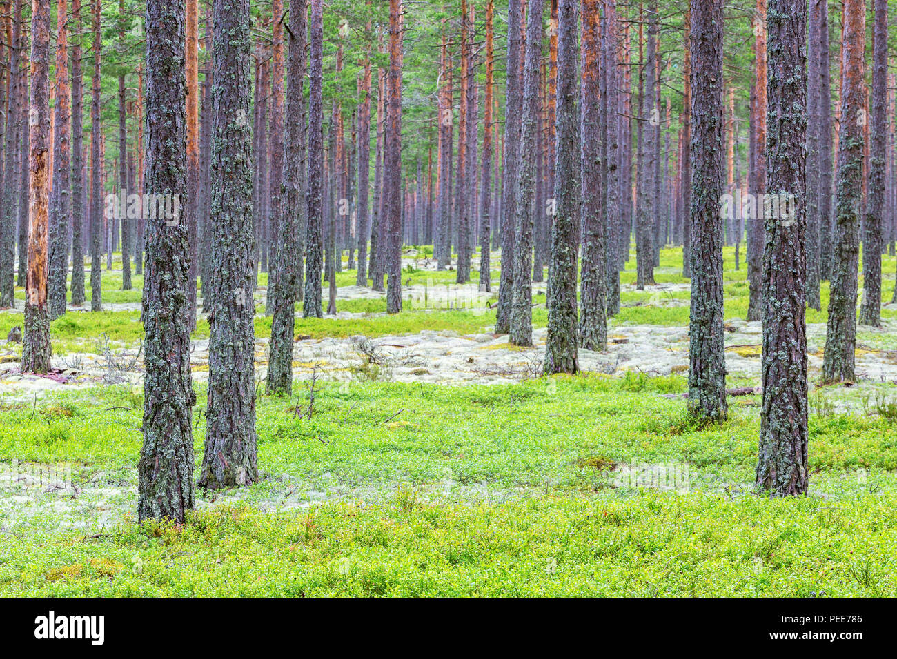 Taiga boreal forest coniferous evergreen hi-res stock photography and ...