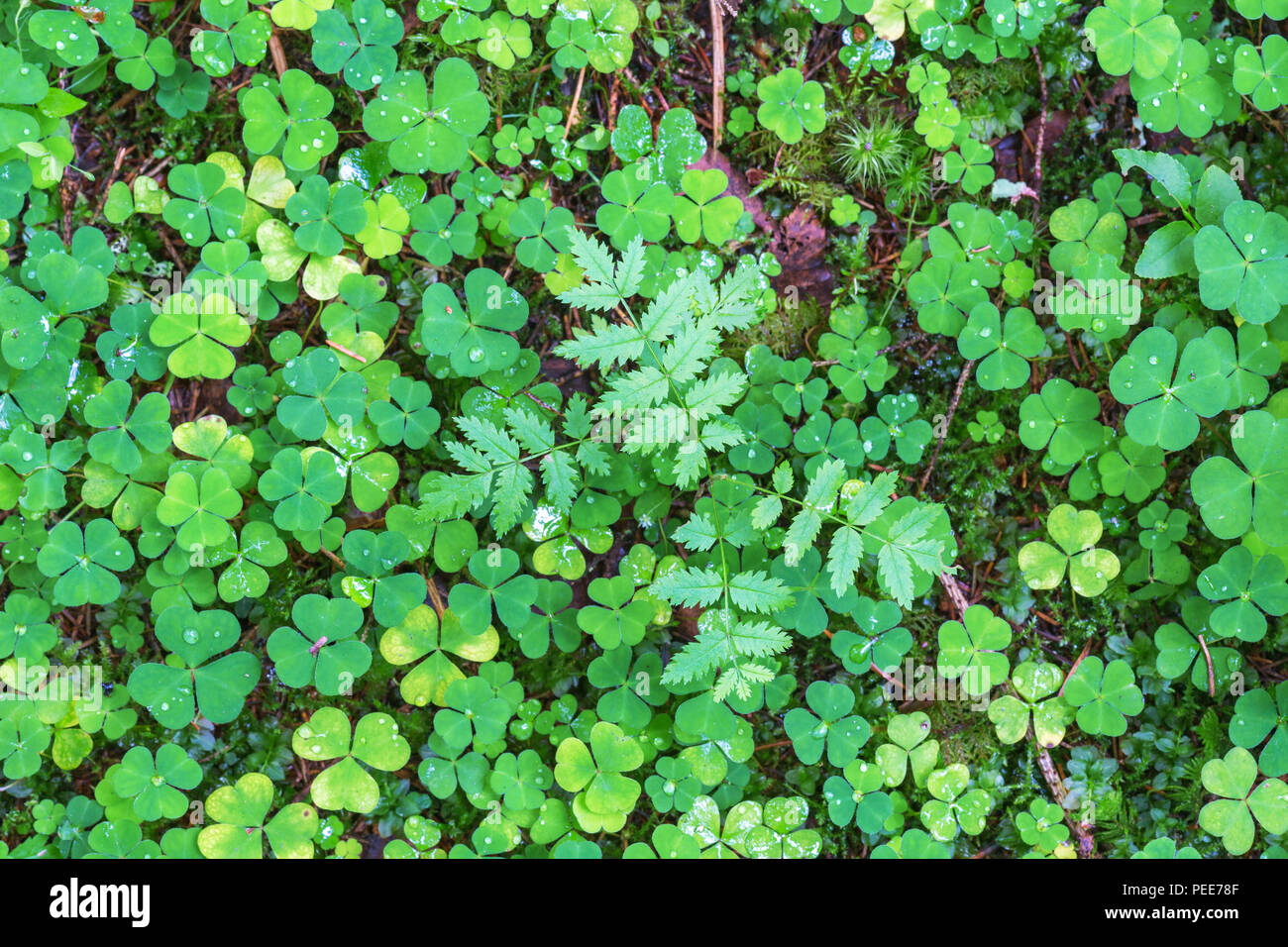 Wood sorrel on the forest ground Stock Photo - Alamy