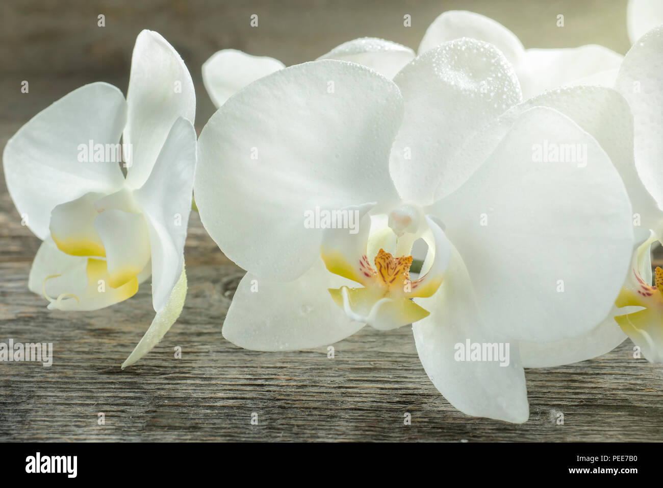 White Orchid flowers on wooden rustic background Stock Photo - Alamy