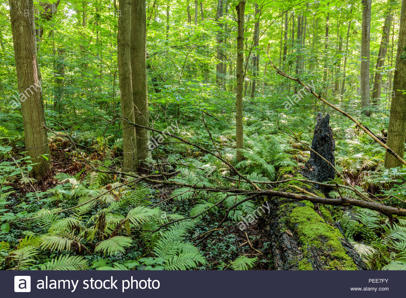Carolinian Forest Deciduous Stock Photos & Carolinian Forest Deciduous ...