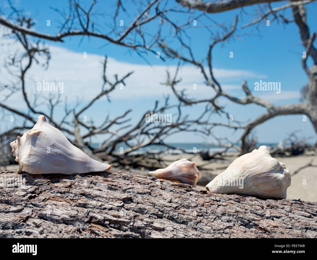 Saltlife hi-res stock photography and images - Alamy