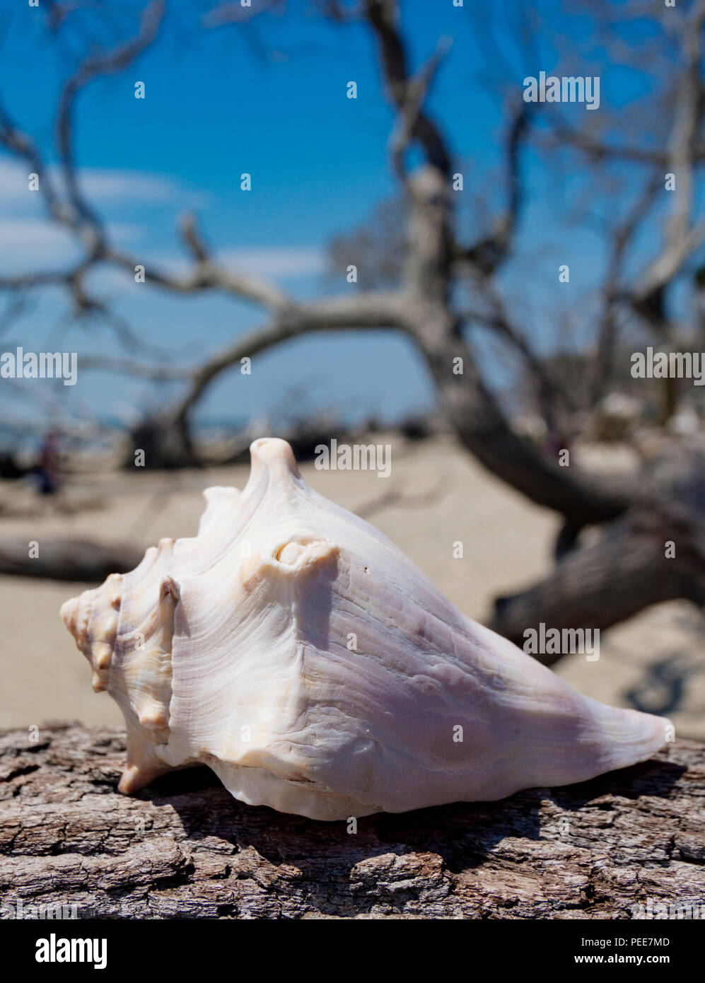 South carolina sea shell hi-res stock photography and images - Alamy