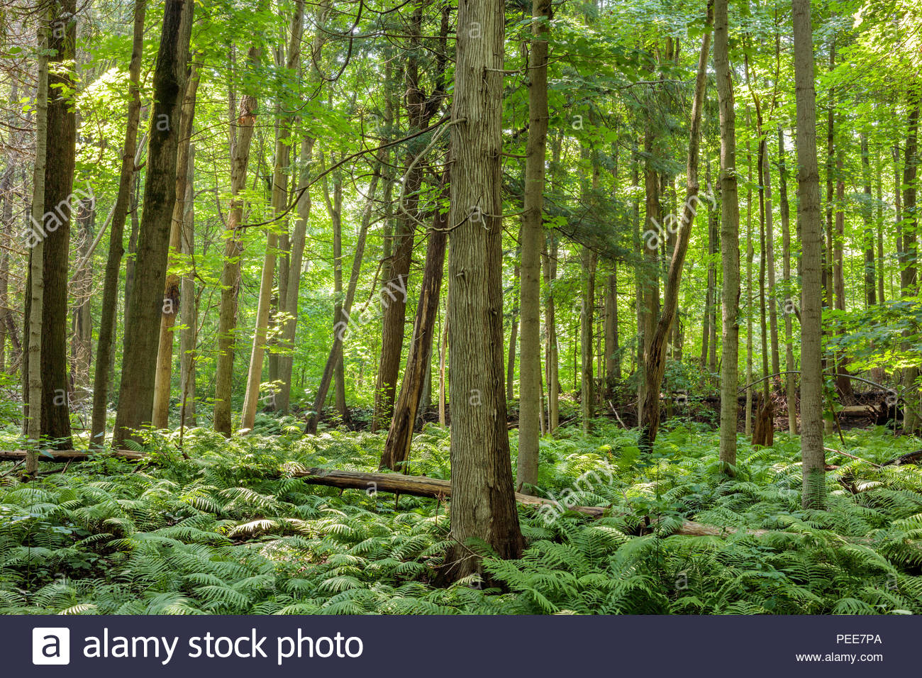 Carolinian Forest Deciduous Stock Photos & Carolinian Forest Deciduous ...