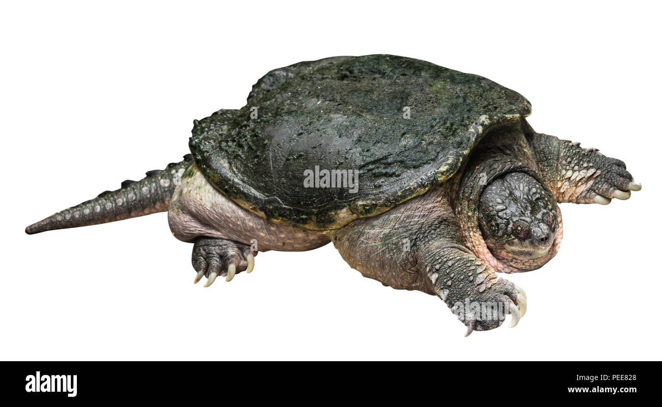Snapping turtle cute amphibian Cut Out Stock Images & Pictures - Alamy