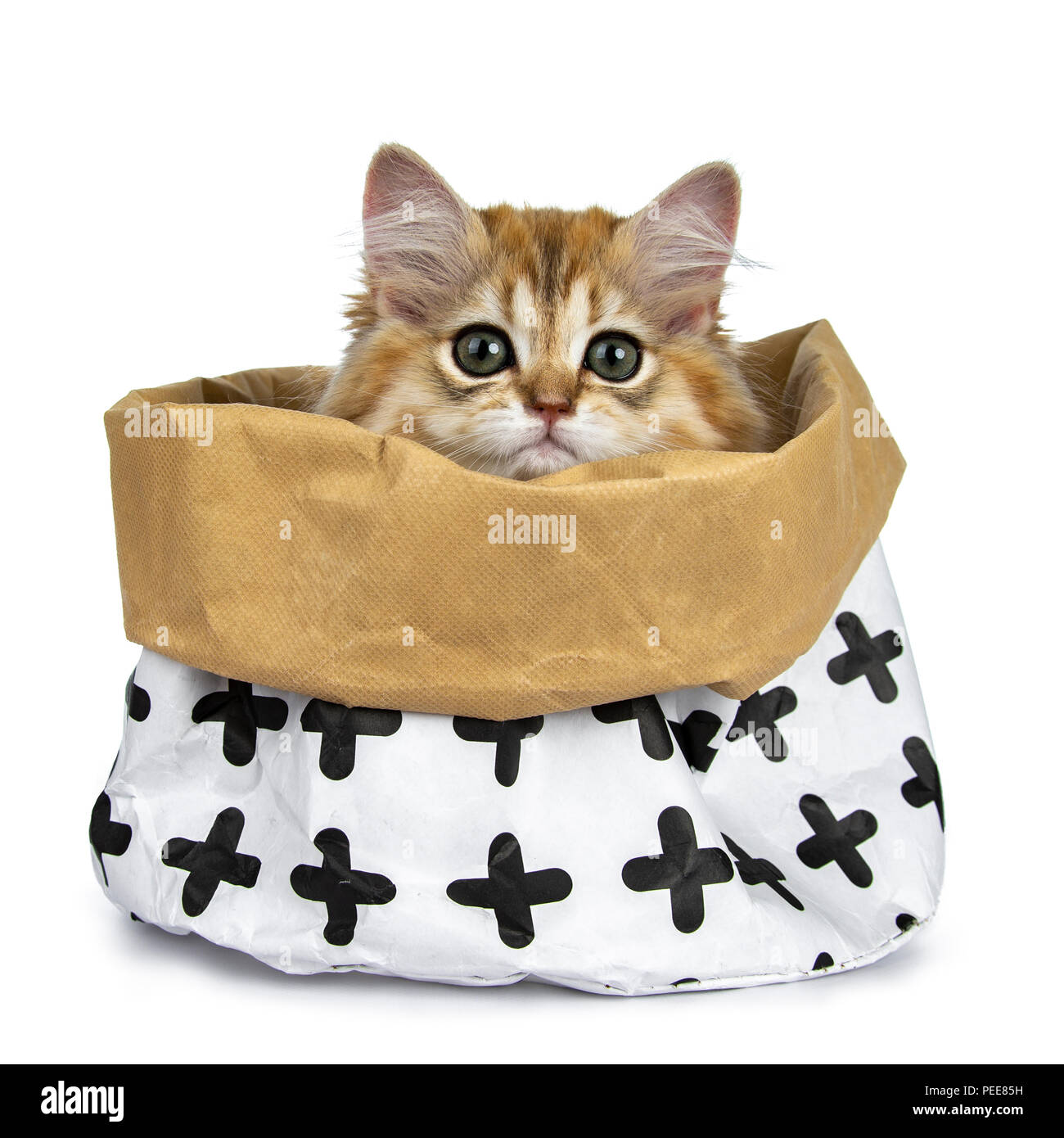 Cats sitting playing in Cut Out Stock Images & Pictures - Alamy