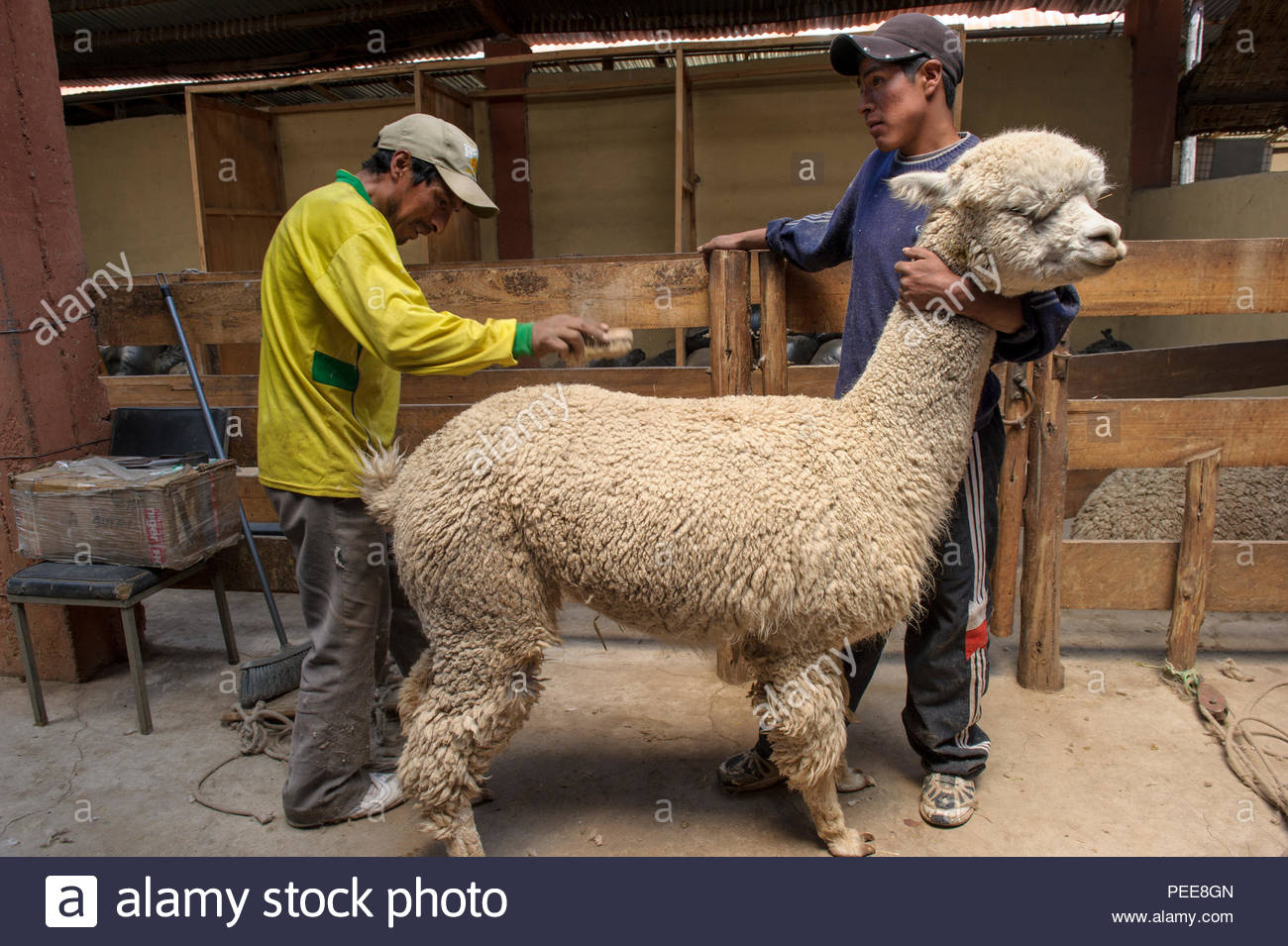Alpaca Shearing Stock Photos & Alpaca Shearing Stock Images - Alamy