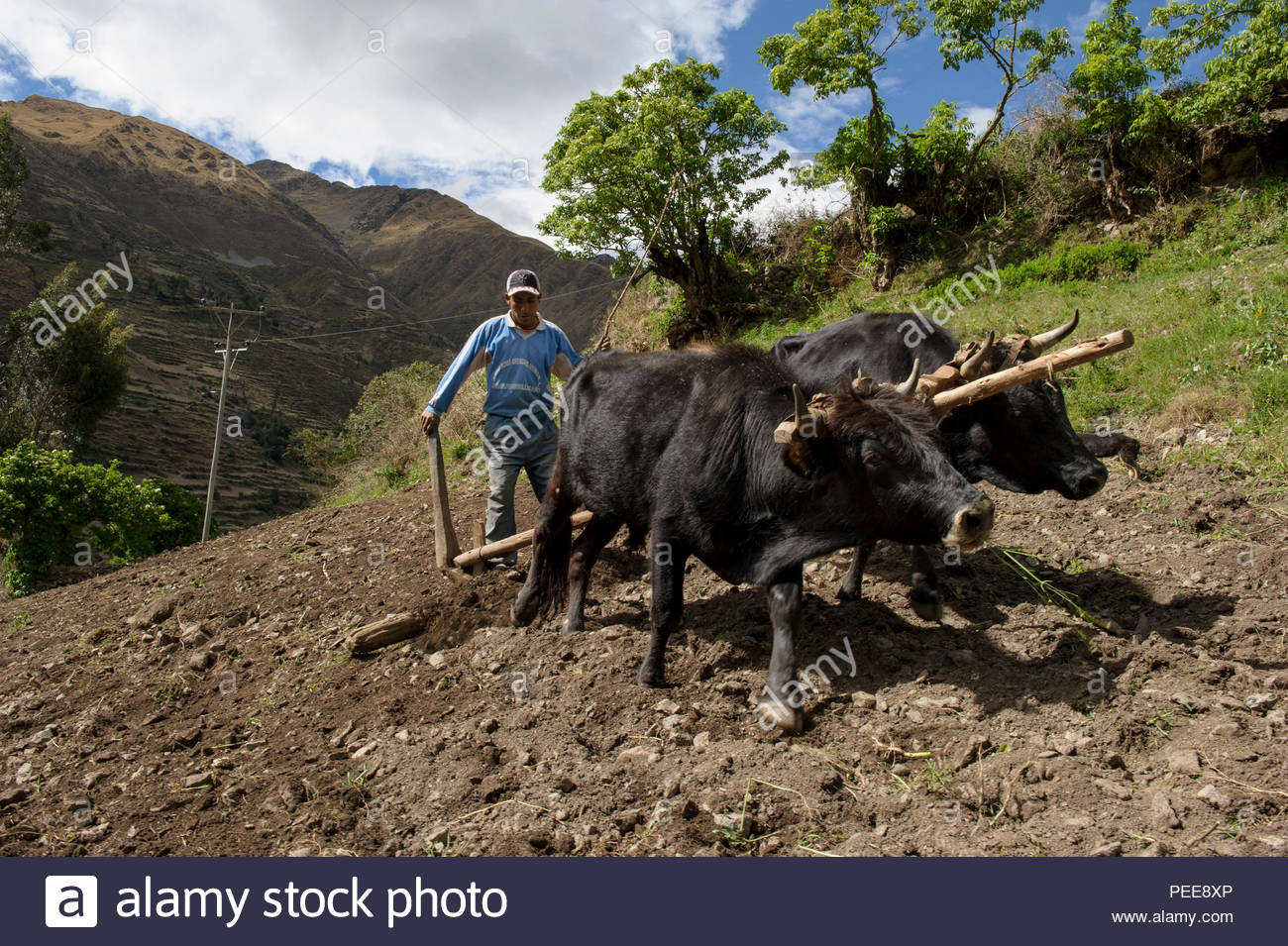 Oxen Pulled Stock Photos & Oxen Pulled Stock Images - Alamy